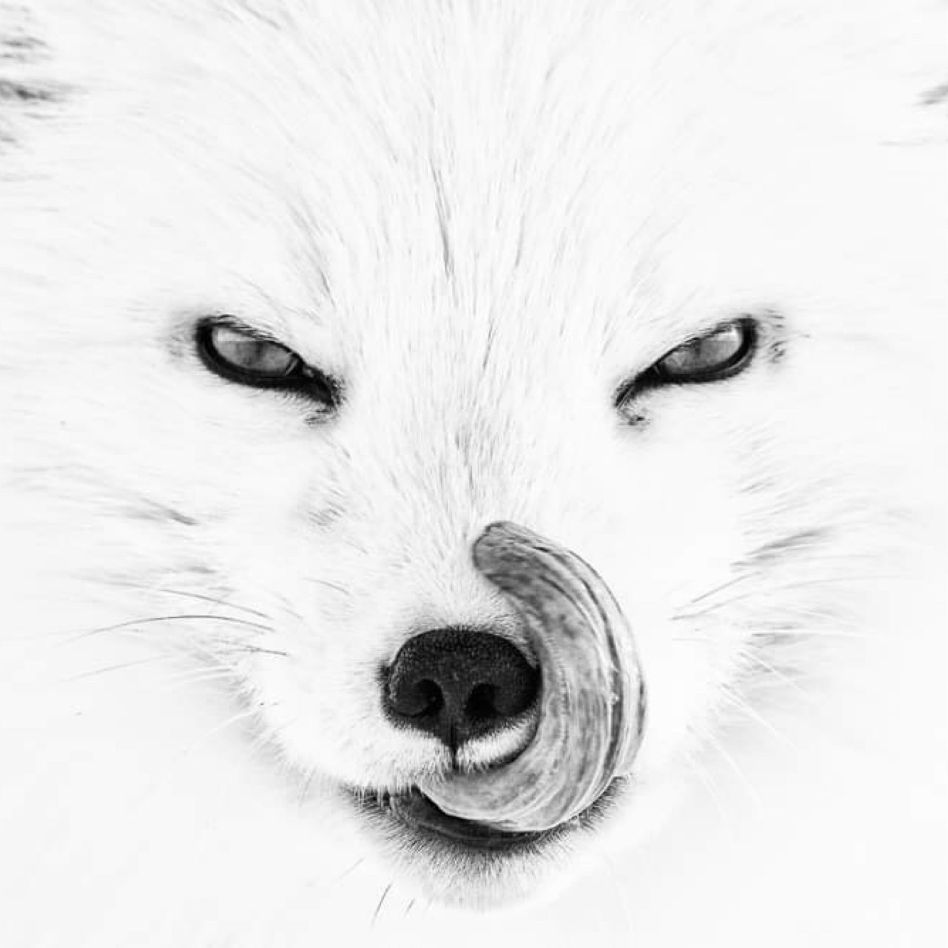 Peter Mather Photography / Arctic Fox 60”x40” Unframed | Boreal Artworks